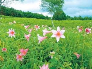 高清水自然公園100万本のヒメサユリ群生地 会津レンタカー
