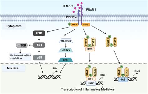Type I Ifns Regulate Various Molecular Interactions Via Stat Mapkkk Download Scientific