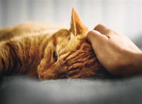 Gabapentin For Cats Usage Safety Dosage And Side Effects