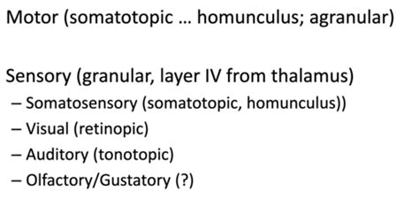 Functional Organisation Of The Cerebral Cortex Flashcards Quizlet