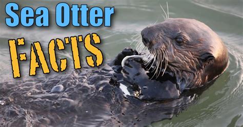 California Sea Otter Life Cycle