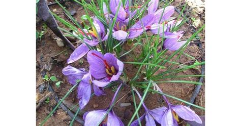 Как се отглежда подправката шафран Български Фермер