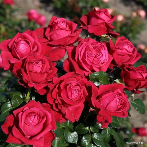 Ruby Kiss® Rose Kordes Rosen
