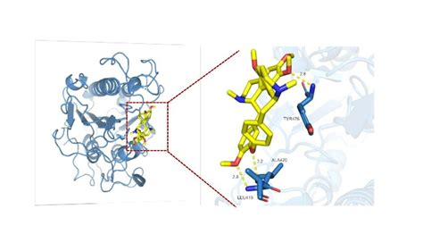 Molecular Docking Of Tetrandrine And Mcr 1 Protein Show That