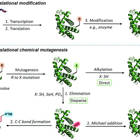 Enzymatic And Synthetic Posttranslational Modification Of Proteins A Download Scientific
