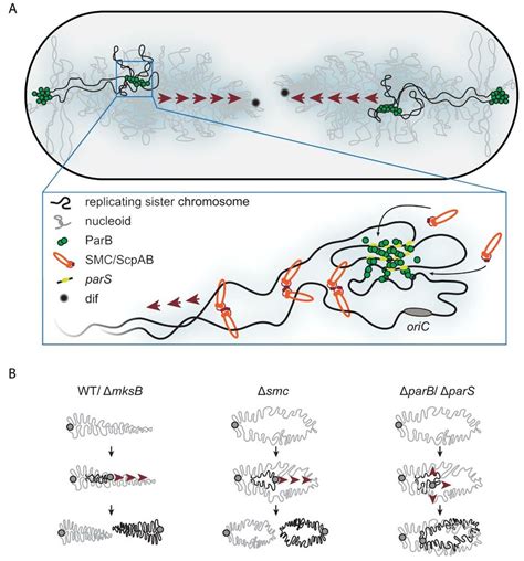 Model Of Parb And Smc Mediated Chromosome Organization In C 740 Download Scientific Diagram