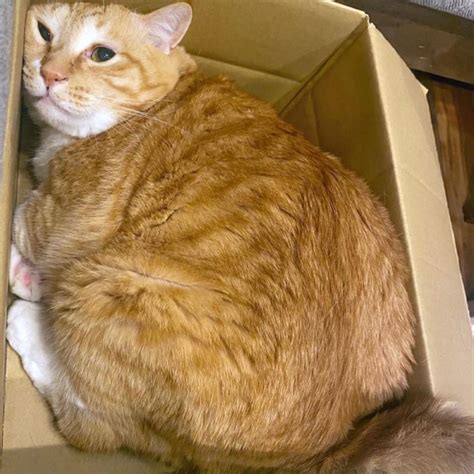 Thicc Ginger Cat Has Perpetually Sad Eyes That Ll Melt Hearts Like Puss In Boots