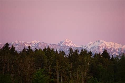 산속의 분홍색 일몰과 침엽수 림 분홍색 하늘 산 침엽수 림 알프스의 일몰 산속의 붉은 석양 눈 덮인 산봉우리와 분홍색 하늘 0명에 대한 스톡 사진 및 기타 이미지 Istock