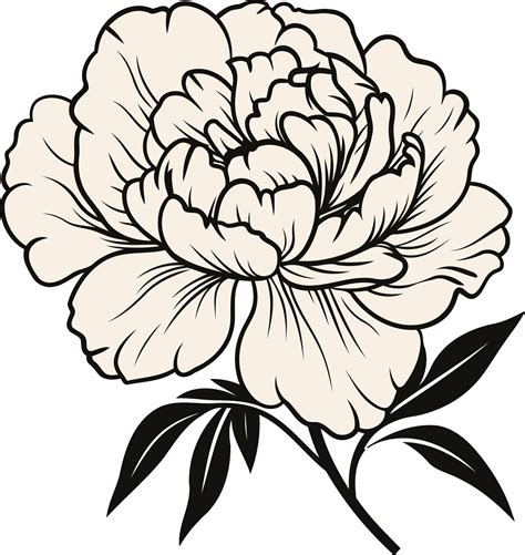 Elegant Black And White Peony Illustration 49426773 Vector Art At Vecteezy