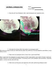 Lab Report 4 Docx Pdf Lab Report Endospore Stain Name Section Date 1