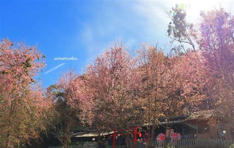 บ้านร่องกล้า จังหวัดพิษณุโลก แนะนำที่กิน ที่พัก ที่เที่ยวภูลมโล