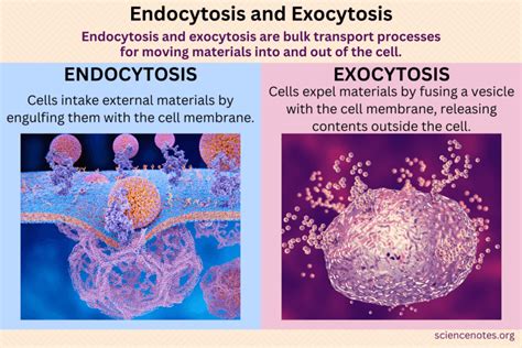 Endocytosis And Exocytosis
