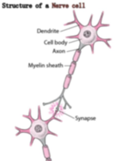 Solution Structure Of Nerve Cell 10th Class Biology Studypool