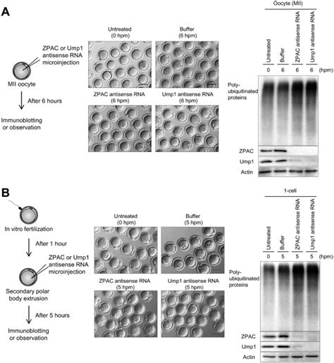 A B Left Scheme Of The Experimental Procedure Dilution Buffer Was Download Scientific