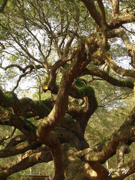Budding And Blooming In Love With Live Oaks