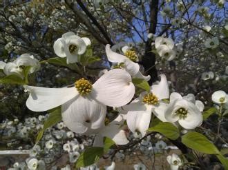 花盛り ムシバナシの雑記帳