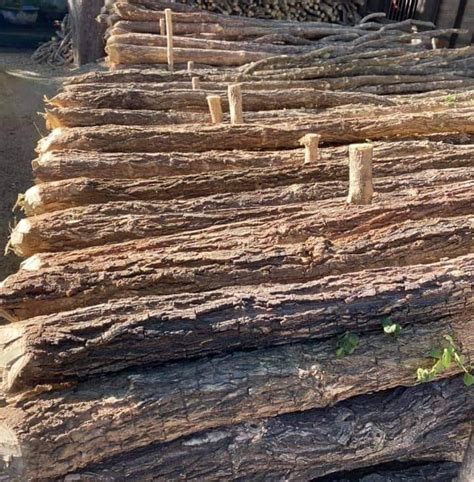 ဒေါ်သန်းသန်းနွဲ့ ရှင်မတောင်သနပ်ခါး ပင်ရင်း