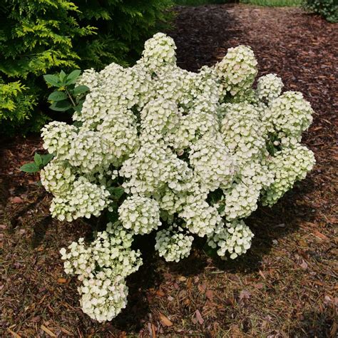 Tiny Quick Fire™ Hydrangea Garden Crossings