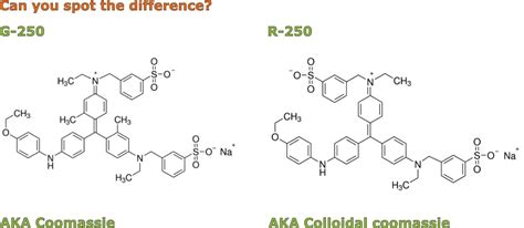 Protein Staining Methods An Overview Of 3 Of The Best Bitesize Bio