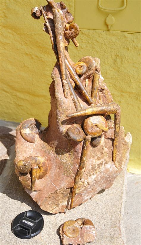 Orthocone Triassic Nautiloids Fossil Preparation The Fossil Forum