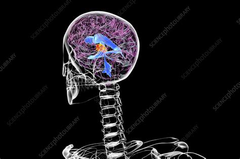 Third Brain Ventricle Illustration Stock Image F043 7696 Science