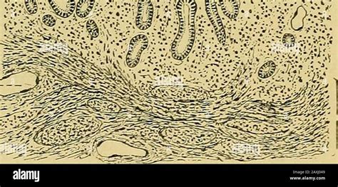 The Practice Of Obstetrics Designed For The Use Of Babes And Practitioners Of Medicine