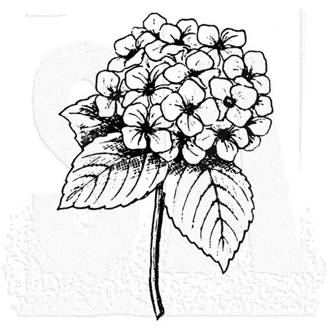 Hydrangea Sketch At Explore Collection Of