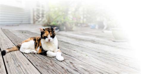 Hyperthyroid Cats Diagnostics Treatment Options Palliative Care And Financial Considerations