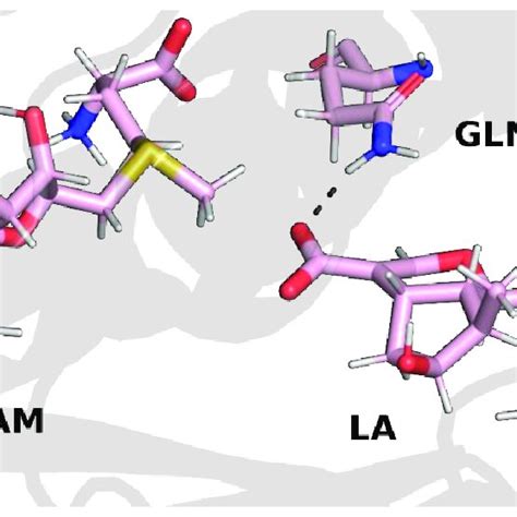 Final Structure From Trajectory 3 Glutamine 38 Forms A Hydrogen Bond Download Scientific