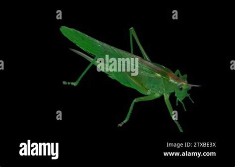 Green Locust Isolated On Black Background Green Grasshopper Migratory