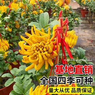 佛手树苗盆栽带果金华佛手柑盆景可食用植物阳台庭院绿植好养易活 阿里巴巴