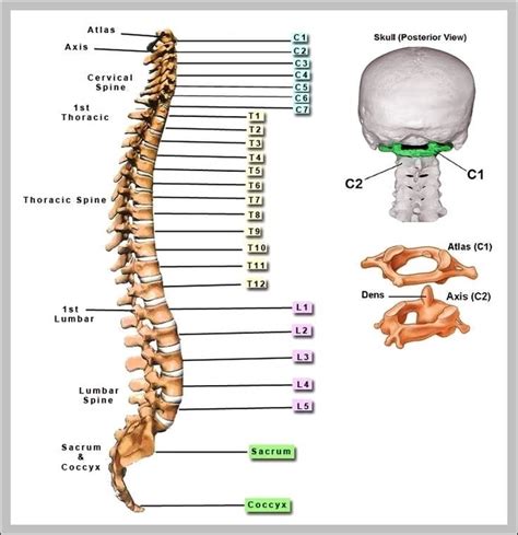 Spine Bone Image Anatomy System Human Body Anatomy Diagram And