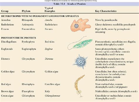 Kingdom Protista Protists Printable Worksheets Life Science Lessons Kingdom Protista Protists Printable Worksheets Life Science Lessons