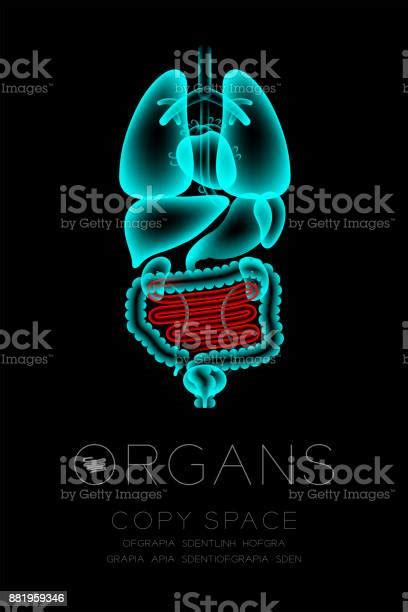 남성 기관 X 선 세트 작은 창 자 감염 개념 아이디어 레드 컬러 일러스트 절연 기관 텍스트 아이콘 및 복사 공간 어두운 배경에서 빛 과학에 대한 스톡 벡터 아트 및 기타