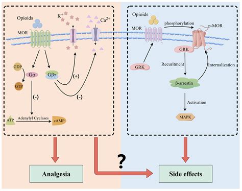 Biased Opioid Receptor Agonists Balancing Analgesic Efficacy And Side