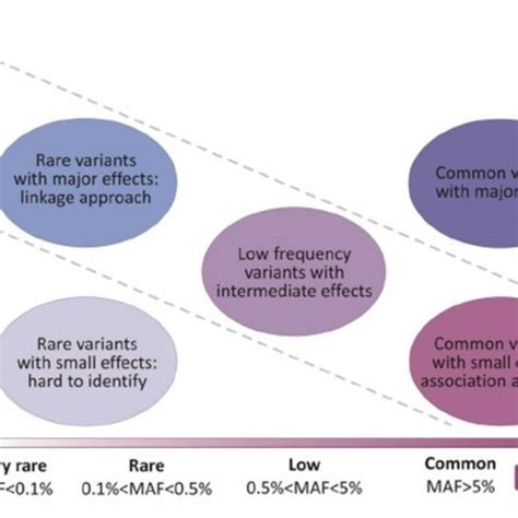 6 Relation Of Minor Allele Frequencies Effect Sizes And Feasibility Of