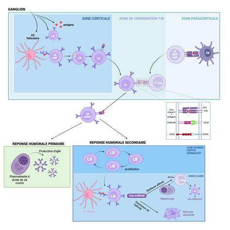 Activation Des Lymphocytes B