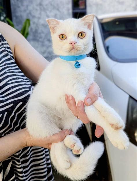 ลูกแมว สก๊อตติช เพศเมีย Ennxo