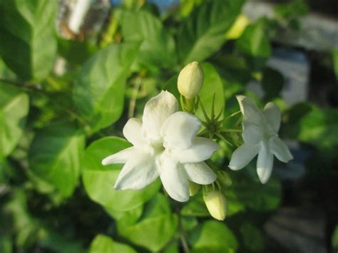 Manfaat Bunga Melati ~ ~ Rumah Maya Tatit