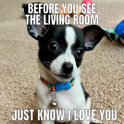 47 Chihuahua Memes That Will Have You Loling Great Pet Living