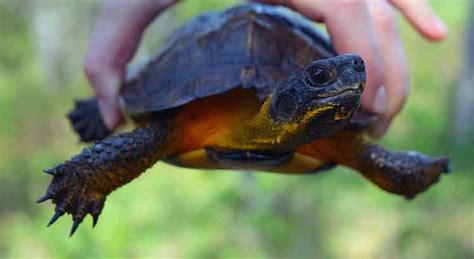 Can Turtles Live Without Their Shell Pictures And Video TurtleOwner Com