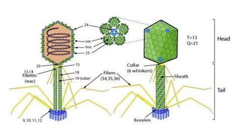 Bacteriophage Types Replication Cycles And Classification