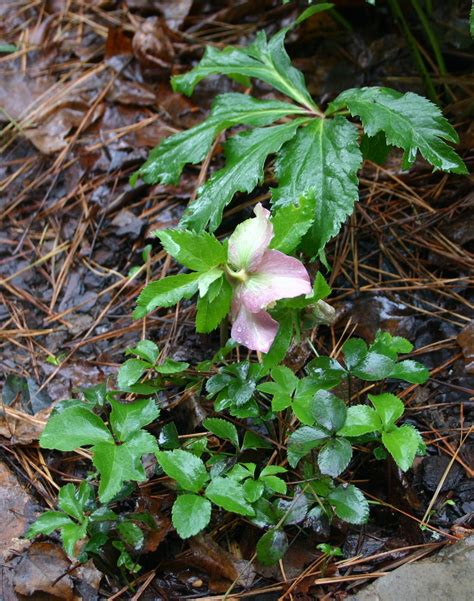 What Do Lenten Rose Seedlings Look Like At Michael Hooton Blog