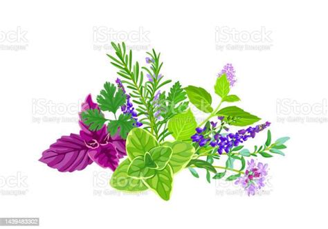 신선한 향기로운 허브와 향신료는 흰색 배경에 격리되어 있습니다 벡터 만화 그림입니다 한방약에 대한 스톡 벡터 아트 및 기타