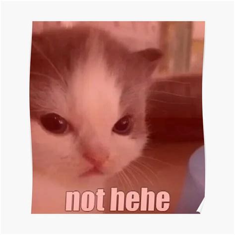Cute Angry Cat Not Hehe Meme Poster For Sale By Pusla Redbubble