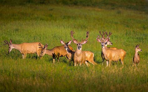 No Excuses Muzzleloading Bullets Specializing In Match Grade