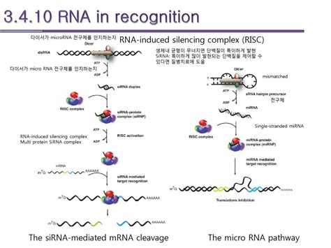 3 Basics Of Nucleic Acid Structure Ppt Download
