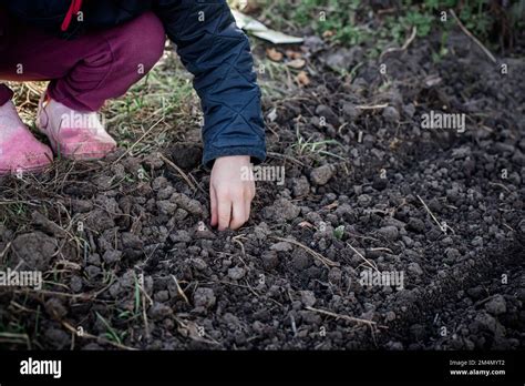 A Bed Of Bean Seeds Growing Vegetables In The Spring On A Farm Plot