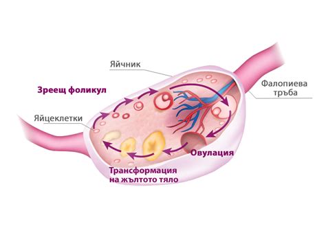 Развиване на маточната лигавица Profertil® Female