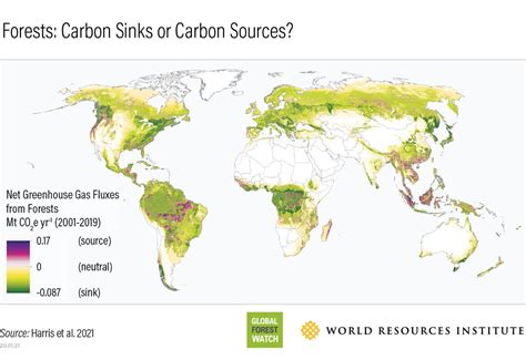 Media International Tree Mortality Network